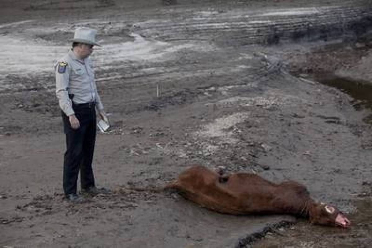 Cattle Mutilation is the Work of Frustrated Demons – ~Song of Mary~